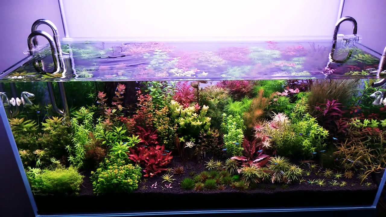 Planted Tank Dutch Style - YouTube