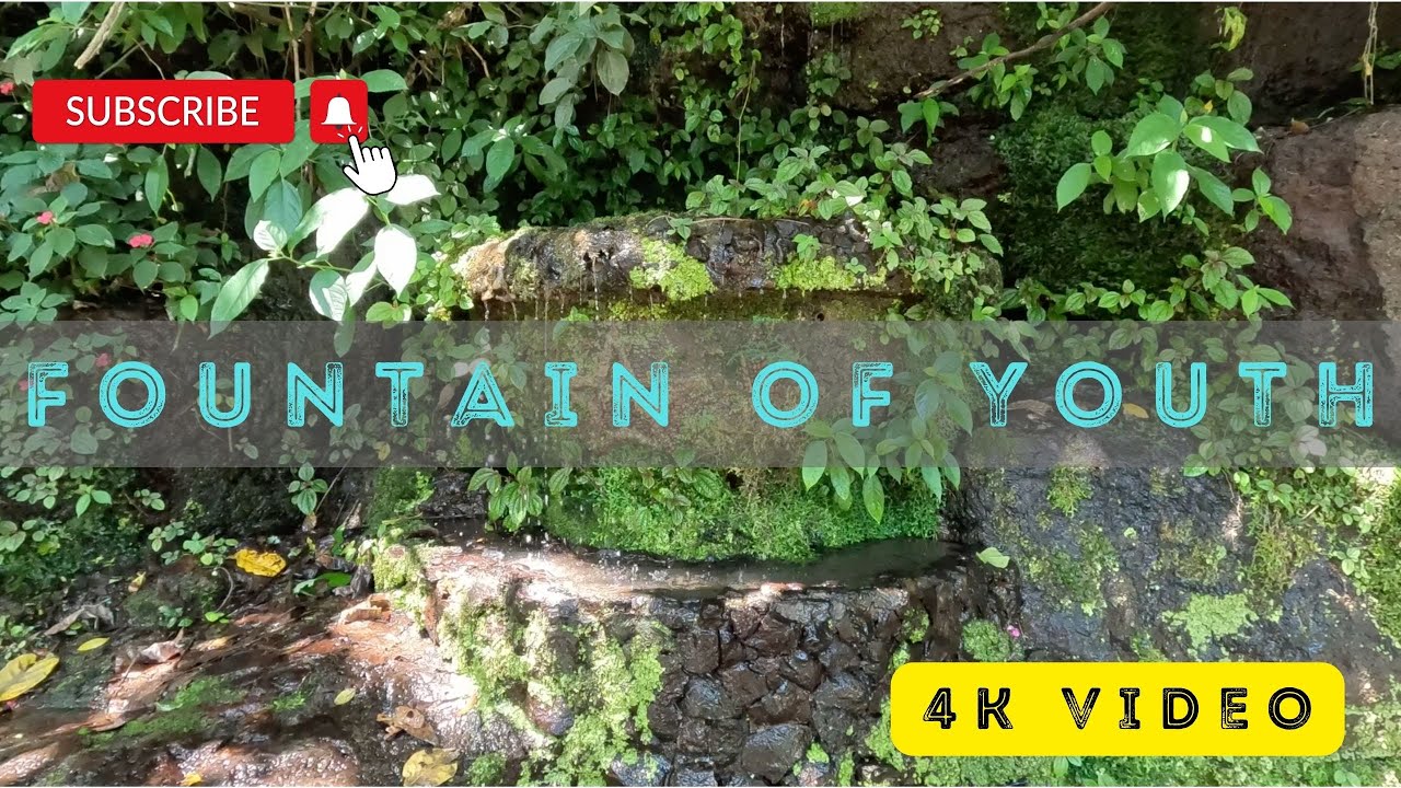 Fountain of Youth - Gurgling Spring Water and Forest Birds Singing ...