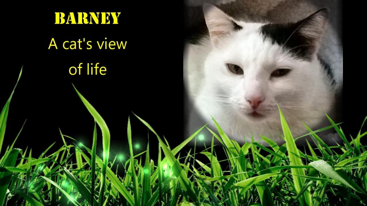 Barney - a cat's view of life - YouTube