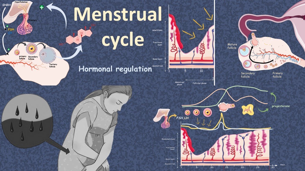 Menstrual Cycle Hormonal Regulation At The Cellular And Molecular