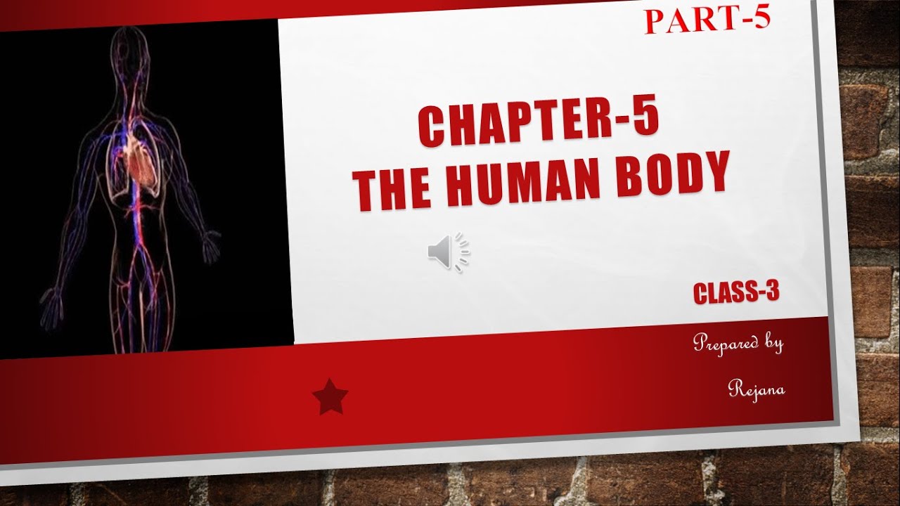 THE HUMAN BODY CLASS-3 CHAPTER-5 PART-5 SCIENCE (CBSE | NCERT) - YouTube