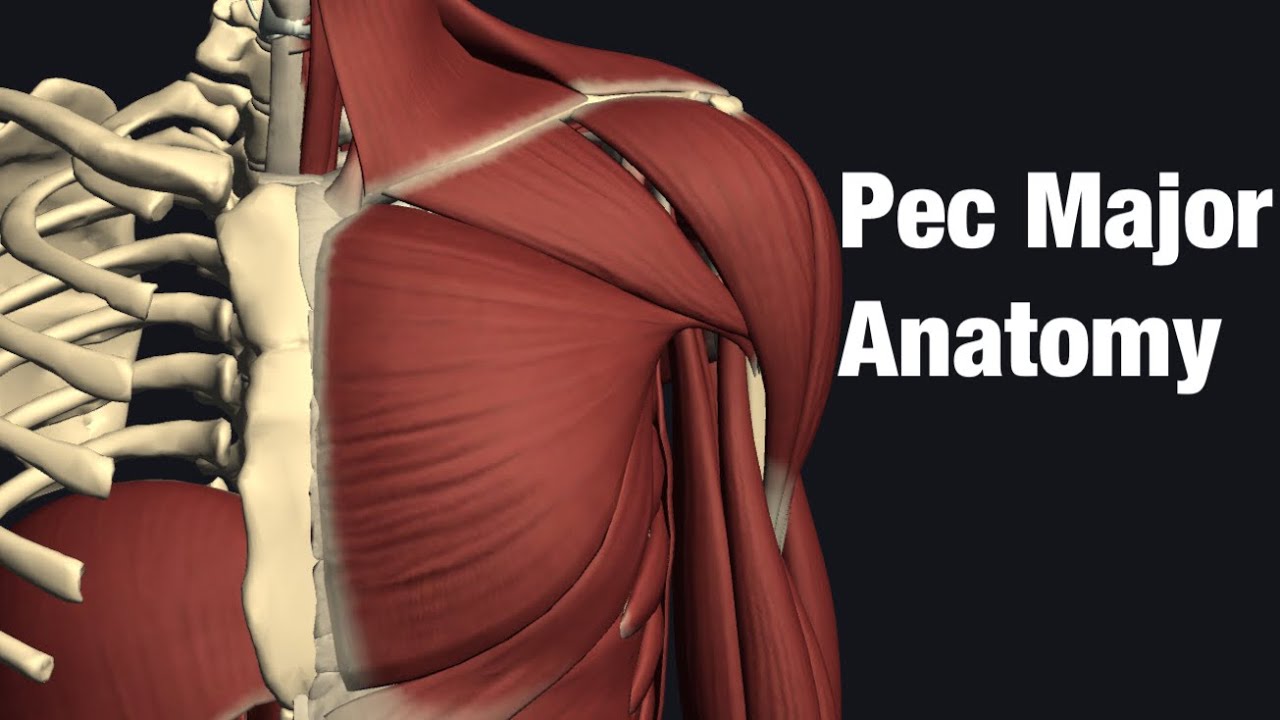 Anatomy and function of pectoralis major (English) - YouTube