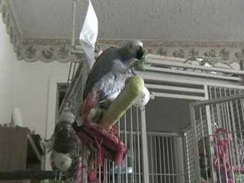 Re: Dana Carvey- Choppin' Broccoli (SNL Skit) - YouTube