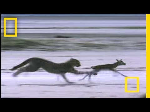 Cheetah Jumps Gazelle | National Geographic