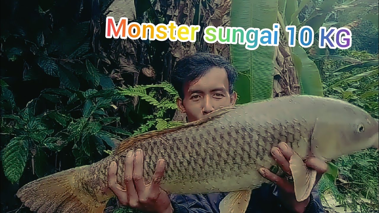 NEW REKOR , Monster Sungai 10 Kg /sungai Sa'dan Tana Toraja - YouTube