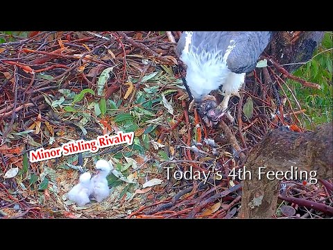 #41🇦🇺🦅SE37🐥3-day-old & SE38🐥2-day-old／Sydney OP Sea Eagle Nest 2026／♀Lady💗♂Dad／by Sea-EagleCAM4