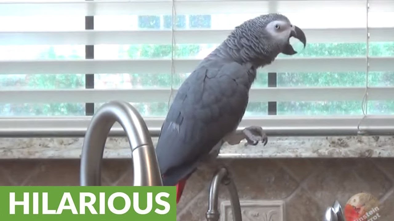 Vocal parrot eats green beans and enjoys them - YouTube