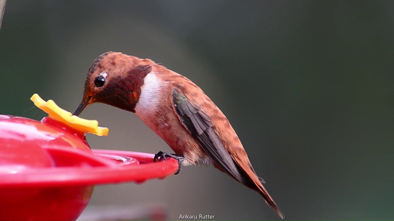 Hummingbird eating (colibri comiendo) 2 - YouTube