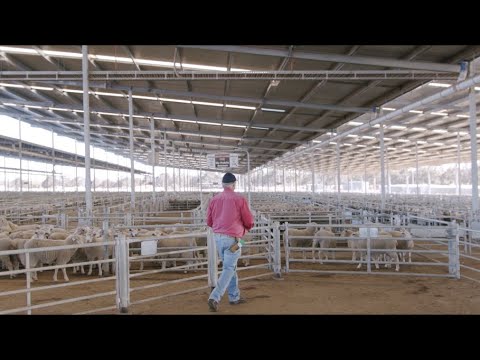 Katanning Timeless Stories: The Saleyards - YouTube