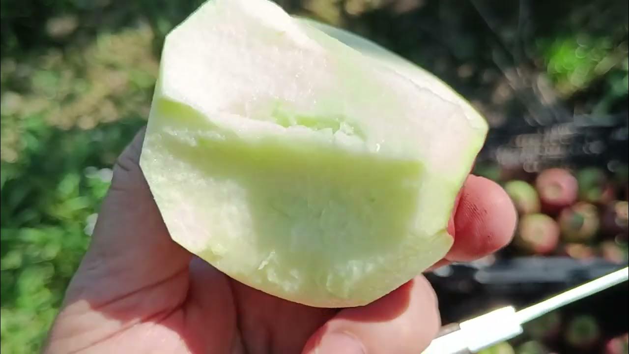 СОРТ ЯБЛОНИ БЕЛОРУССКОЕ СЛАДКОЕ ОБЗОР 22 09 23 - YouTube