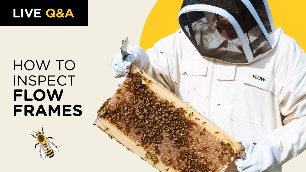 How to inspect your Flow Frames live Q&A - YouTube