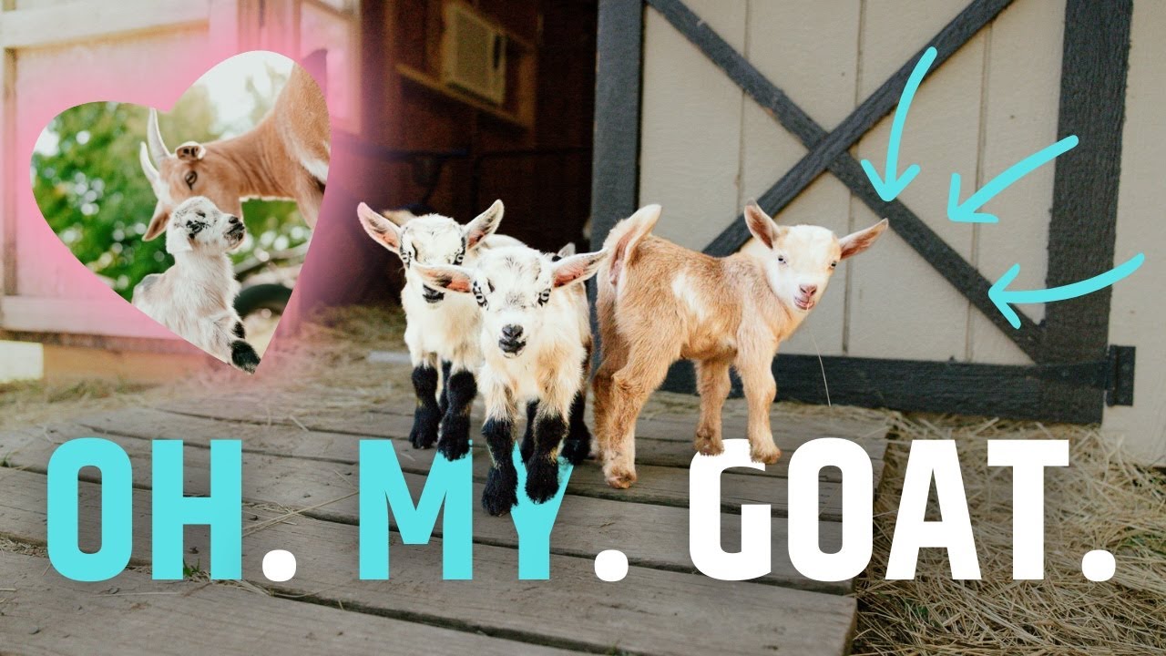 The Most Adorable 10 Minutes Of Your Day | Mini Goats Playing - YouTube