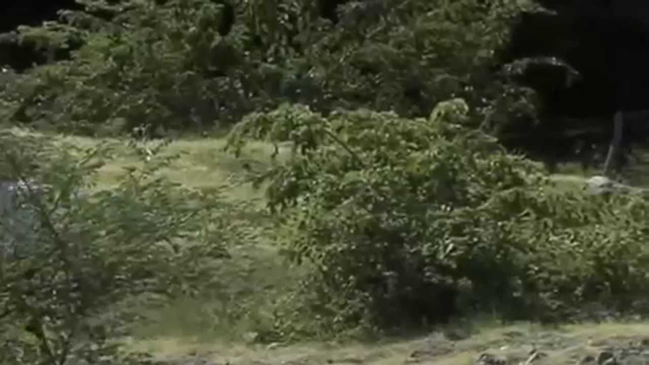 LUGAR TURÍSTICO "LOS AHUEHUETES" EN TEPEOJUMA PUEBLA - YouTube