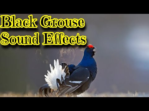 Black Grouse Sound Effects - YouTube