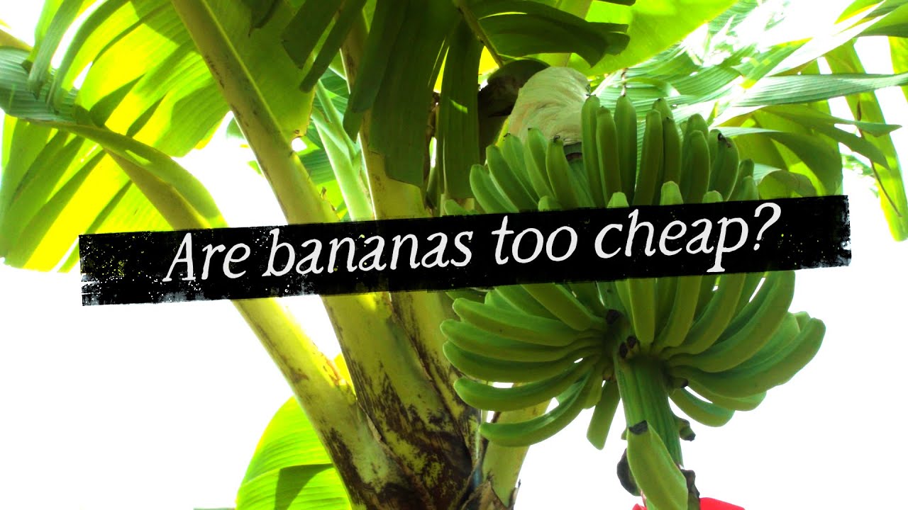 Are bananas too cheap? - YouTube