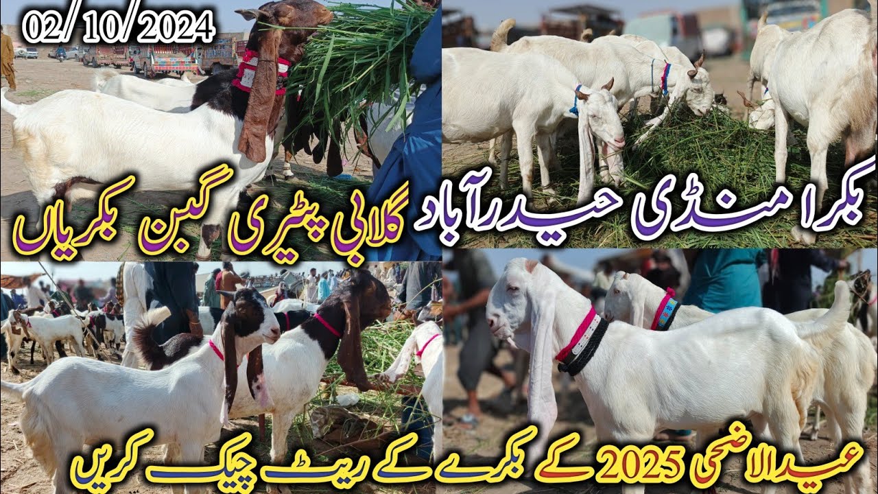 Bakra Mandi Hyderabad | Latest update today | Gulabi patari goat ...