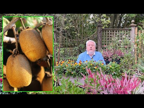PEUT-ON, PLANTER UN KIWI AUTOFERTILE SUR UNE CLÔTURE ? (LE QUOTIDIEN DU JARDIN émission N°34)