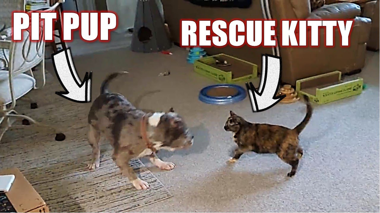 Kitty & Pitty: when a cat and pitbull play - YouTube