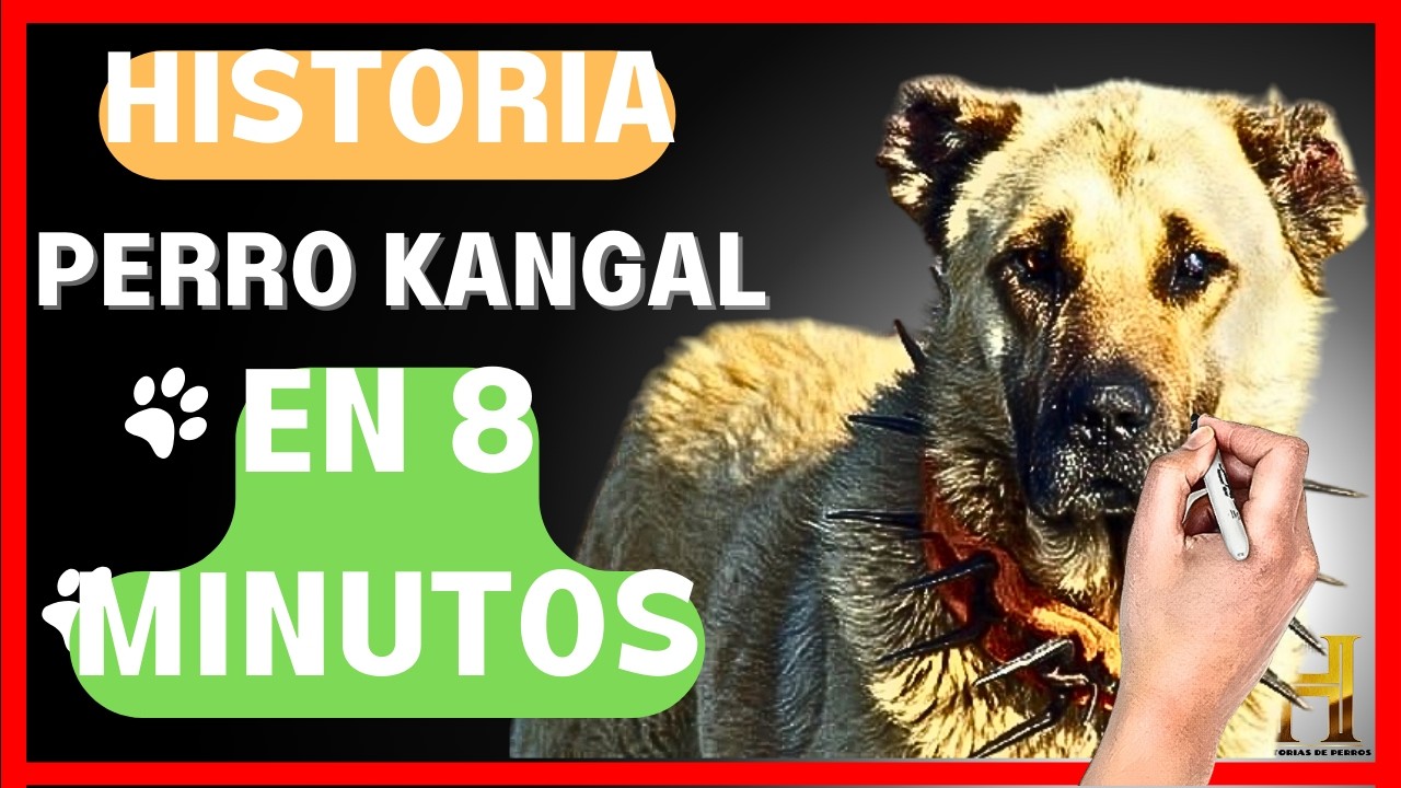 🔴Perro Pastor KANGAL TURCO DOCUMENTAL; HISTORIA y ORIGEN En 8 Minutos 🐕 ...