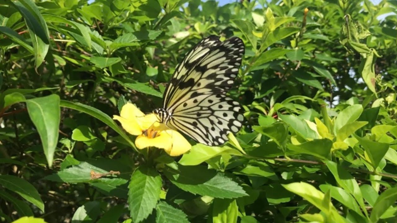 BUTTERFLIES FLYING IN SLOW MOTION HD - YouTube