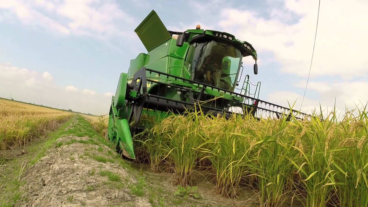 Raccolta Riso 2014. John Deere S670i 622R Sabatino - YouTube