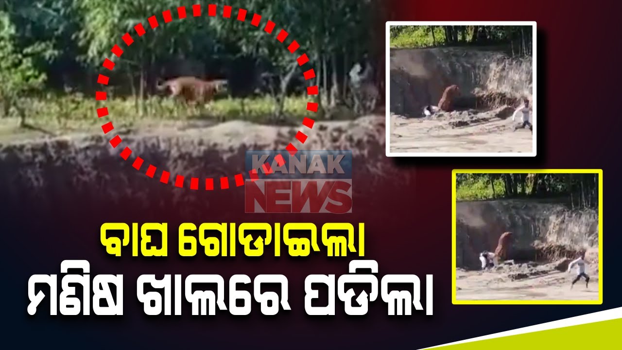 Watch: A Tiger Chased Man And Attacked Him - YouTube