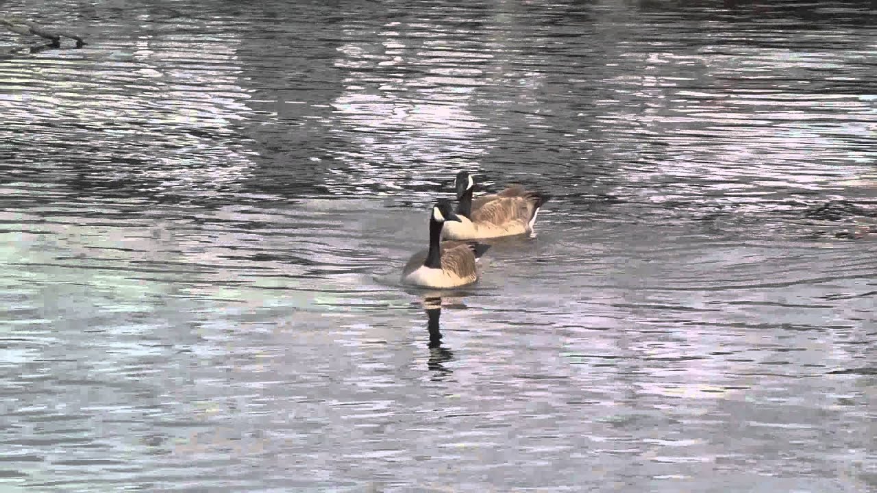 Samsung Galaxy Camera 2 goose sample video - YouTube