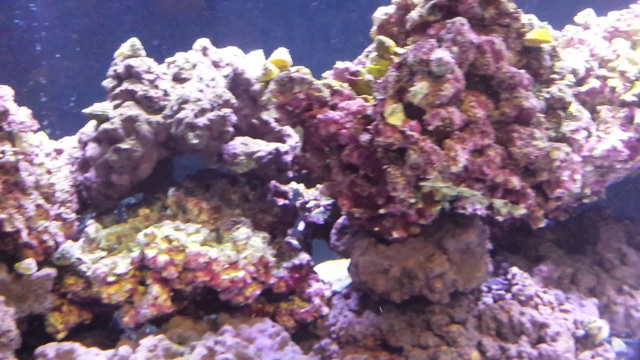 My 300g Fowlr setup - YouTube