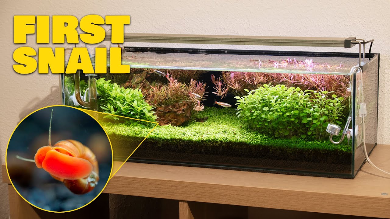 #8 My First Ever Fish Tank (0 Experience Setup, Day 248-280) - YouTube