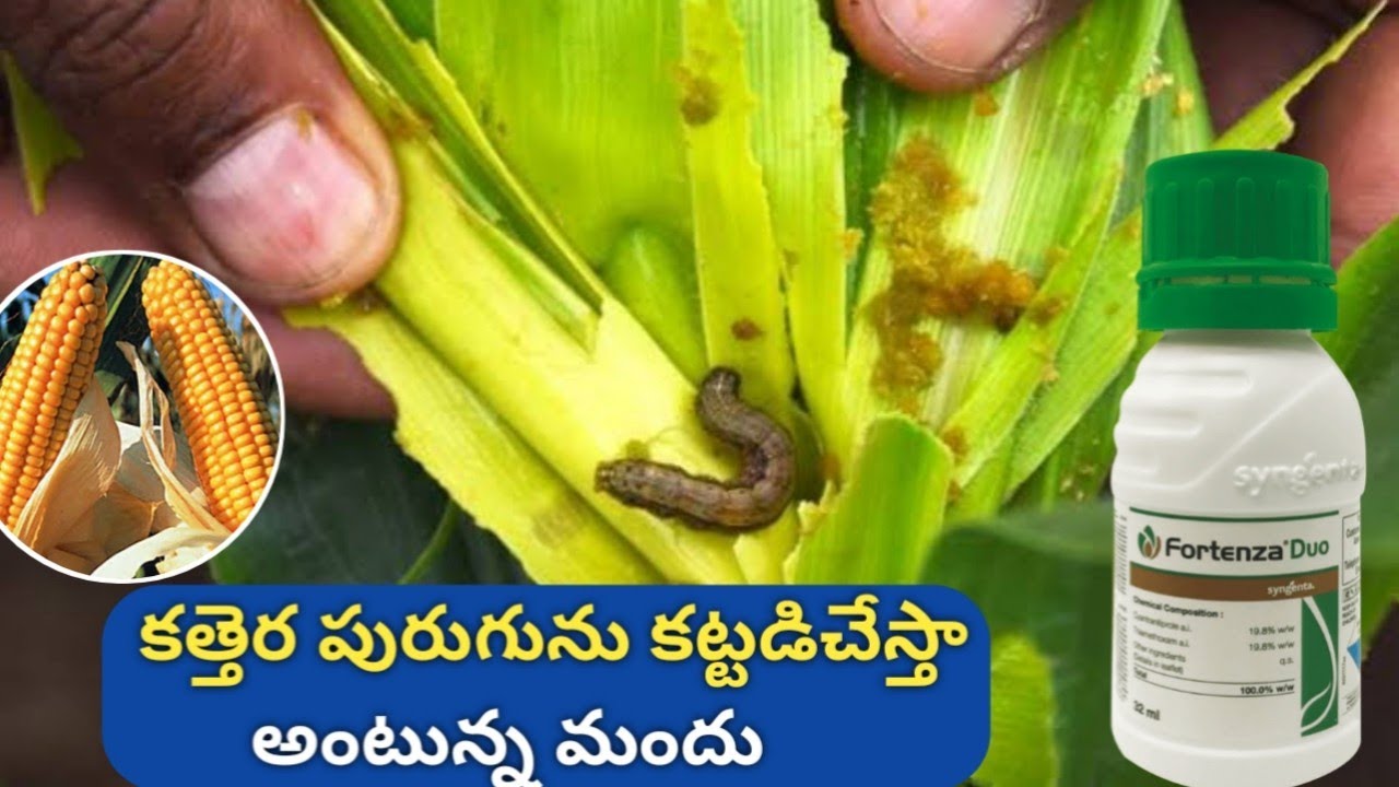 మొక్కజొనలో కత్తెర పురుగు నివారణ | Fortenza duo | kathera purugu | Fall ...
