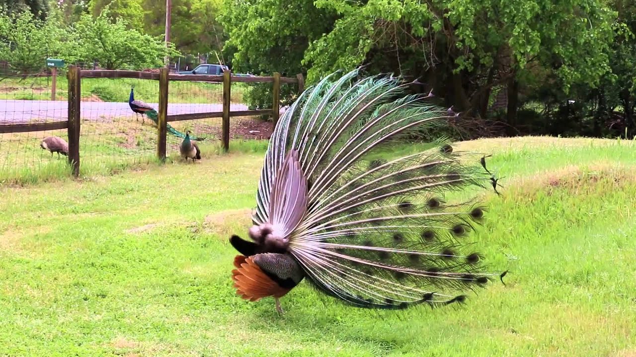 Peacock Strutting His Stuff - YouTube