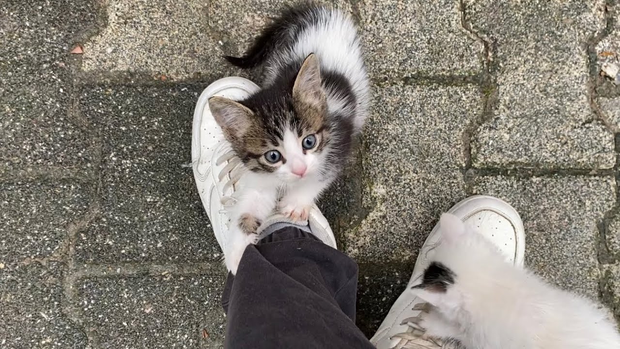 Cute Kittens are trying to climb on me. These puppies are so beautiful ...