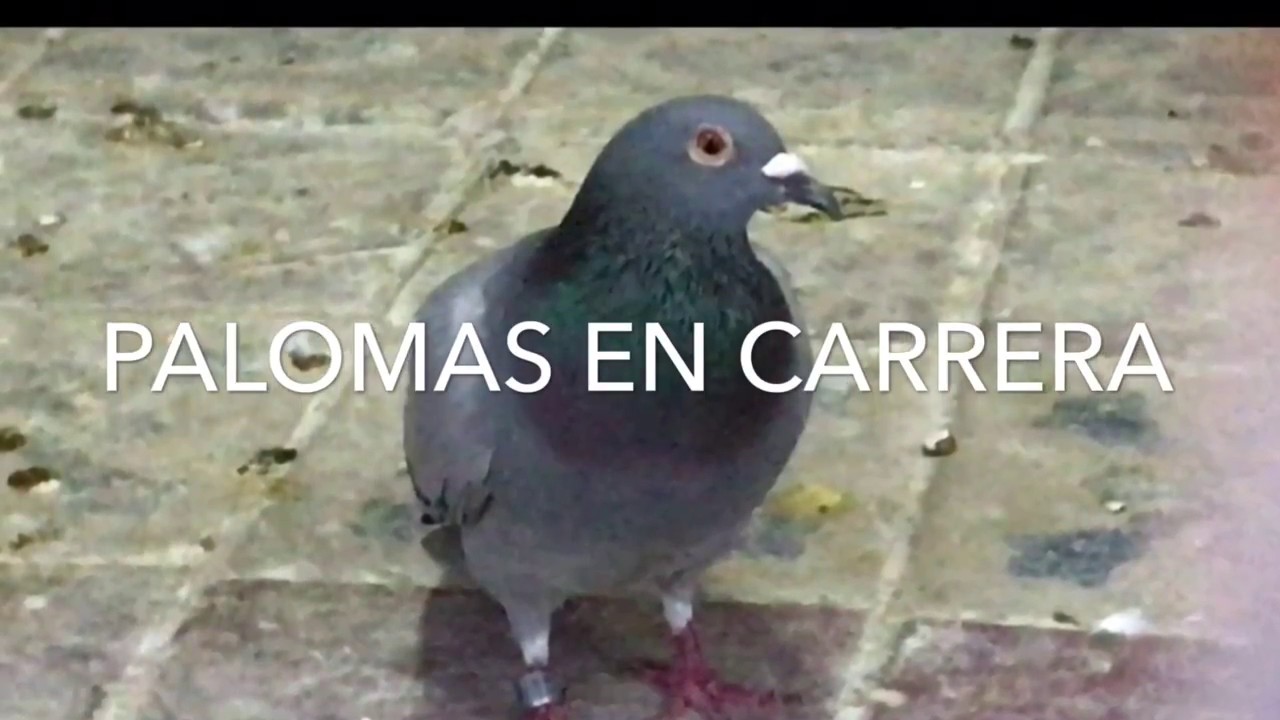 Palomeros Cubanos de Stgo de Cuba 🇨🇺 - YouTube