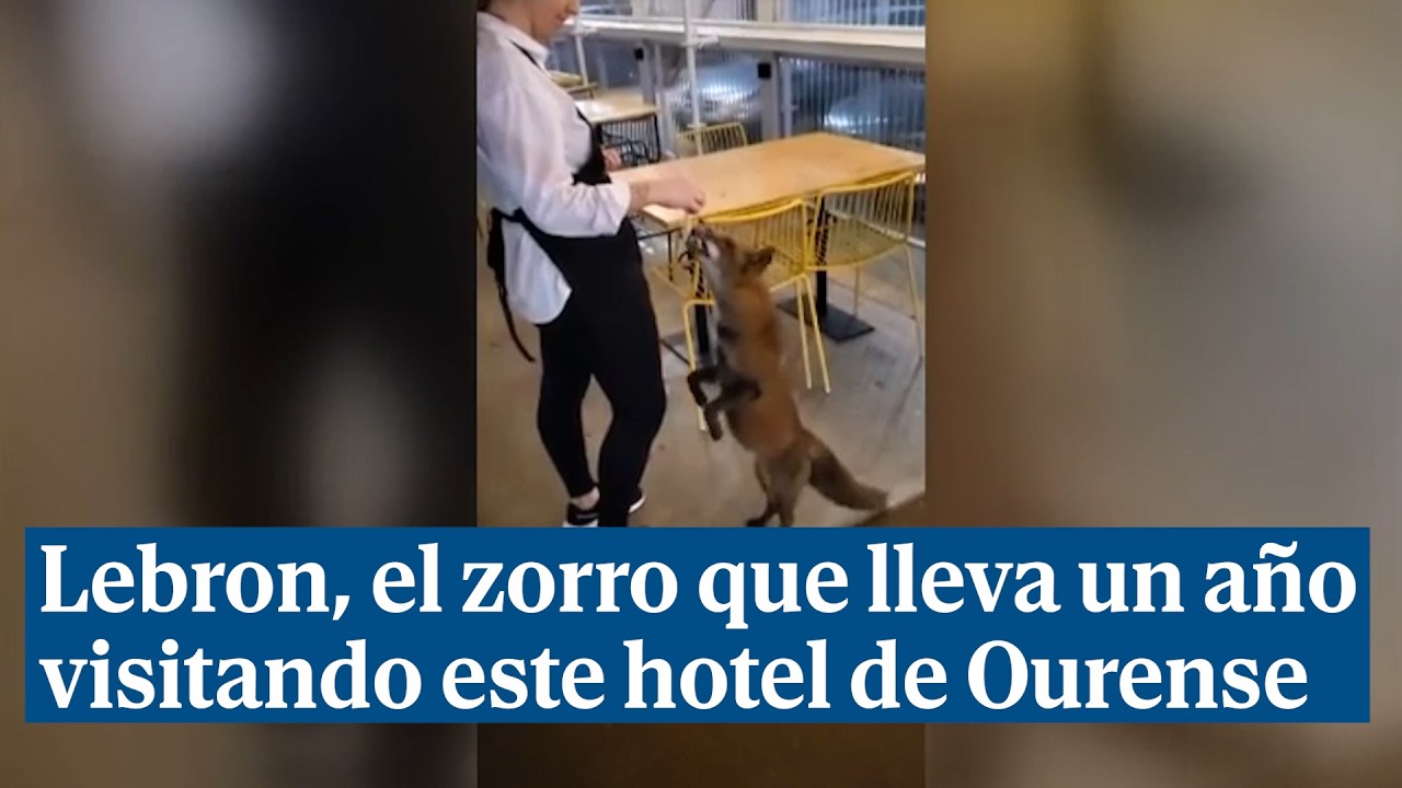 Lebron, el zorro que lleva un año colándose en este hotel de Ourense ...