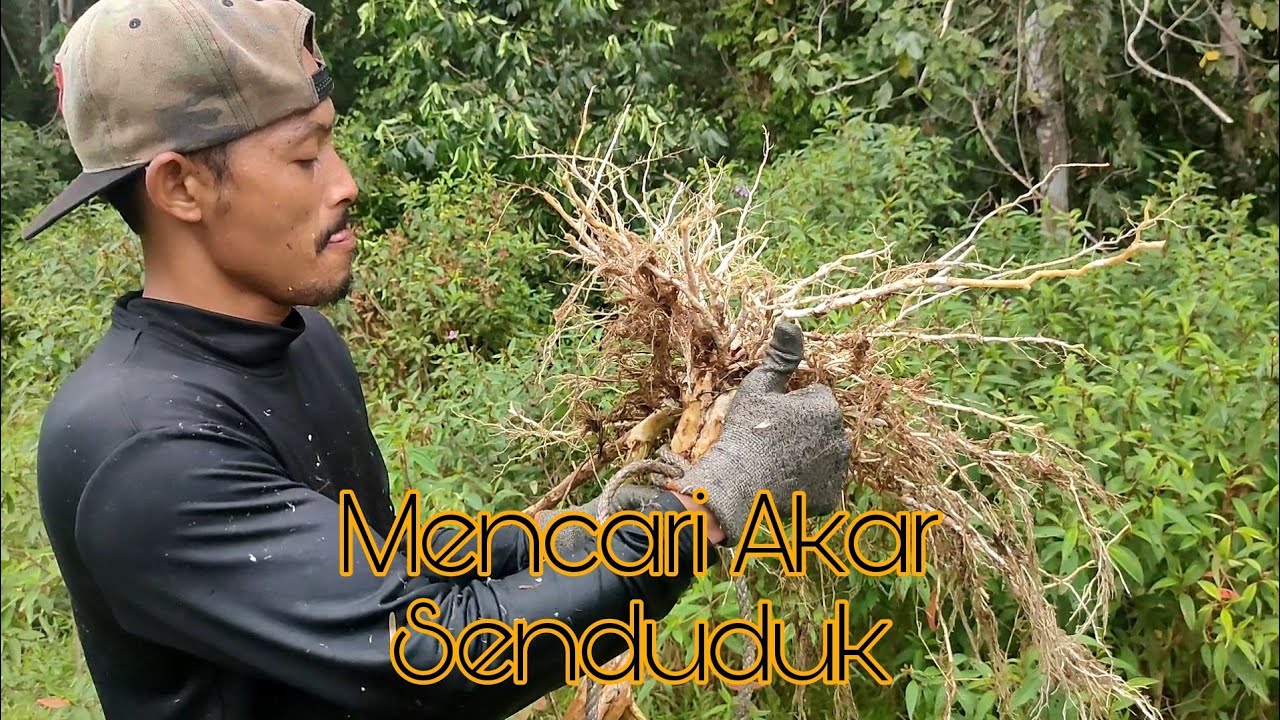 Akar senduduk hiasan akuarium/ aquascape - YouTube