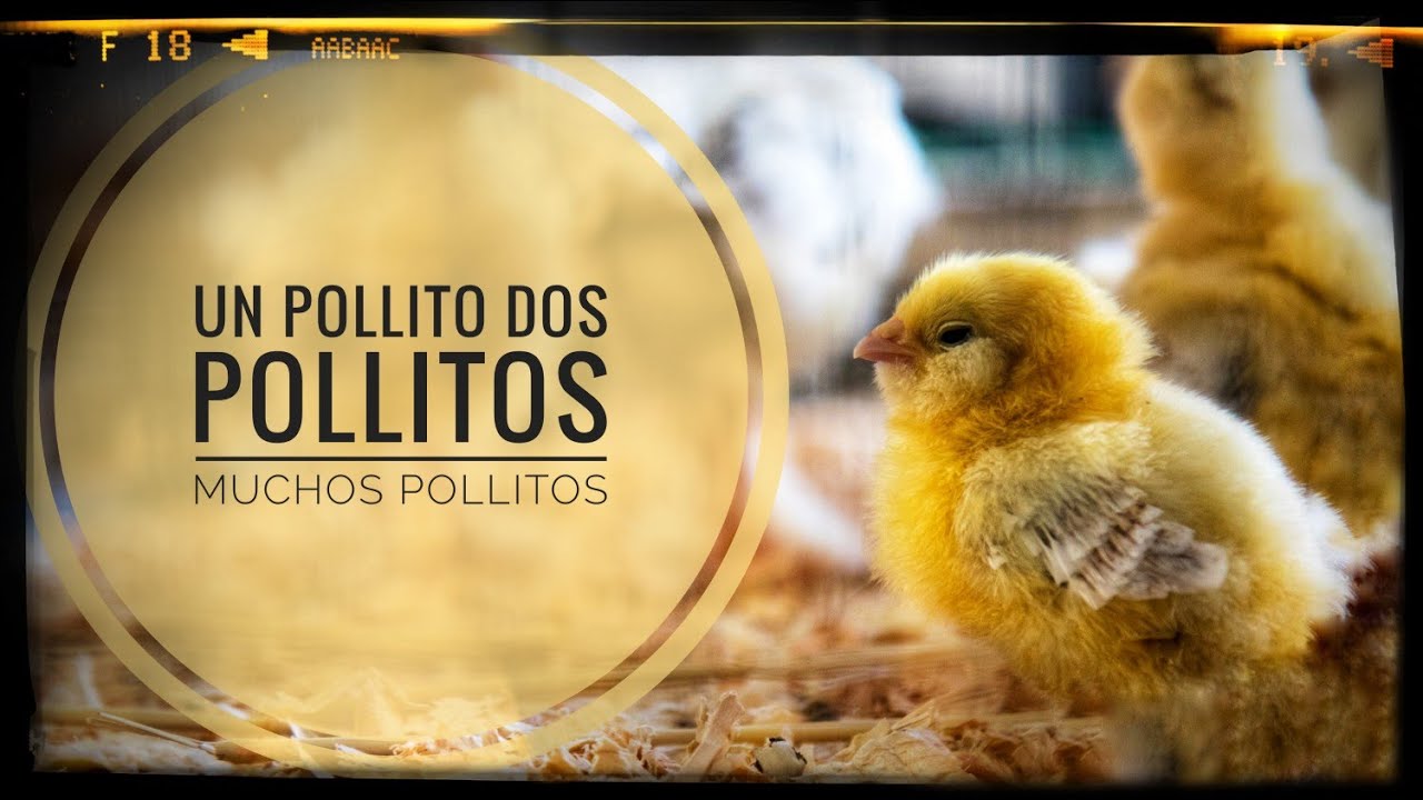 🐣 Un POLLITO, dos pollitos, tres pollitos...🐤 Vlog || Capítulo 👉🏼76 🐓 ...
