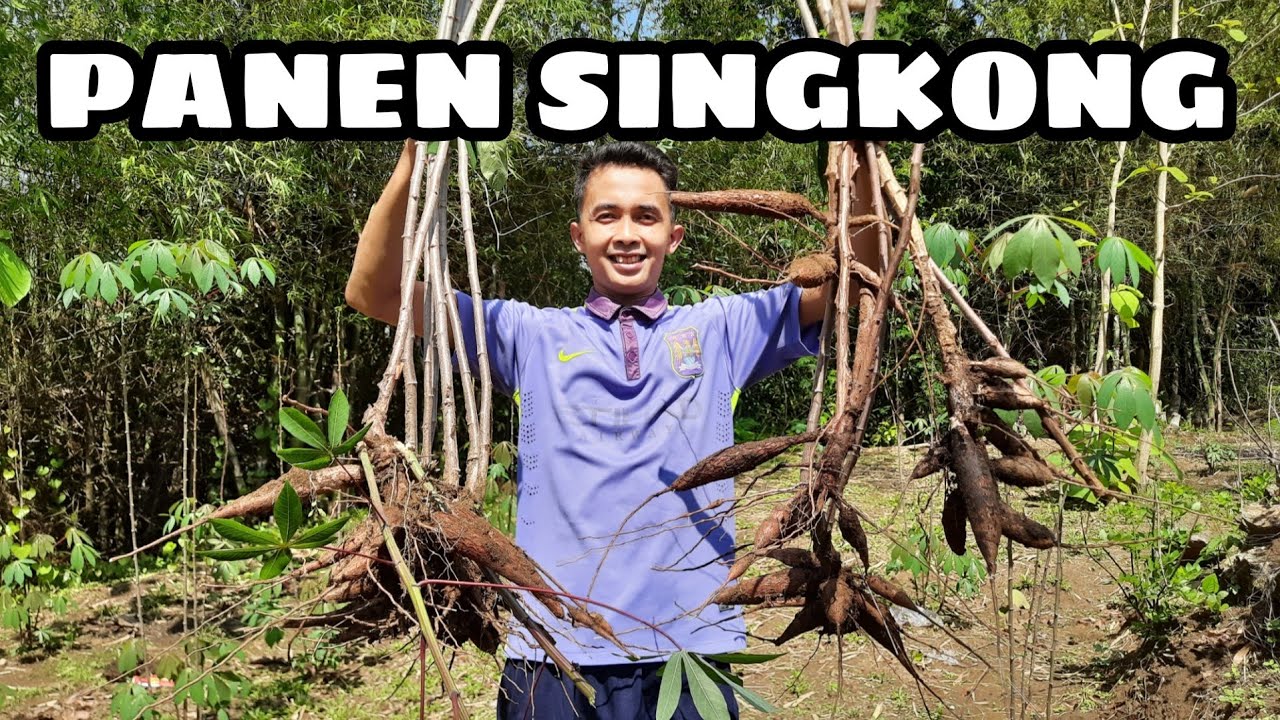 CARA MENCABUT SINGKONG DENGAN MUDAH - YouTube