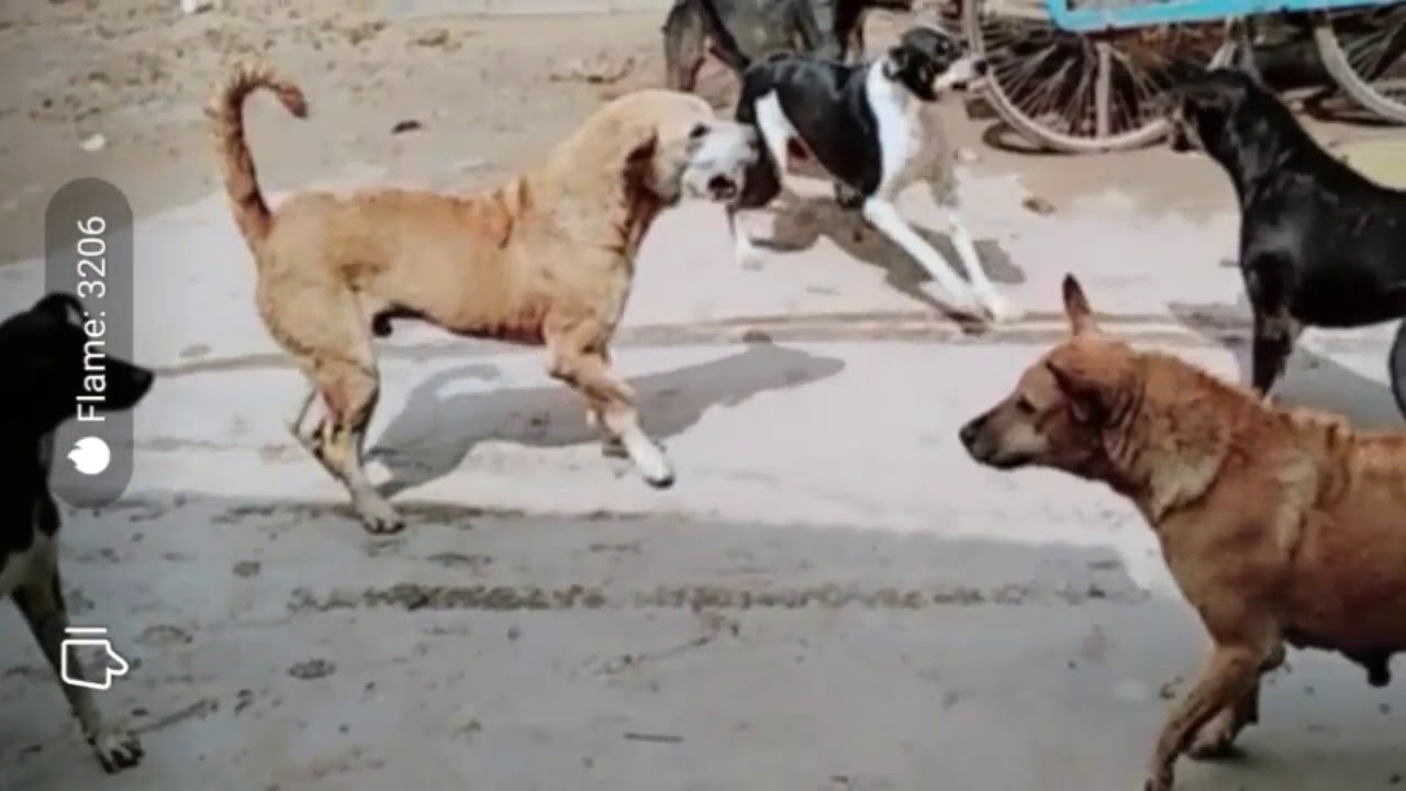Funny Dog Fight at Street | Bollywood dubbed - YouTube