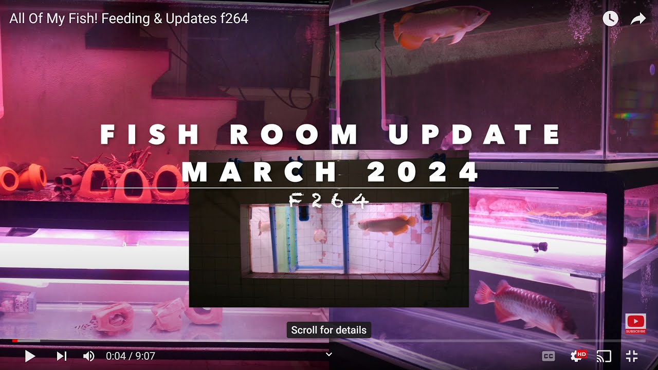All Of My Fish! Feeding & Updates f264 - YouTube
