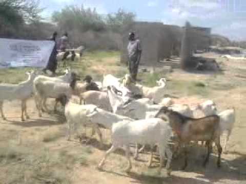 dobley qurban video