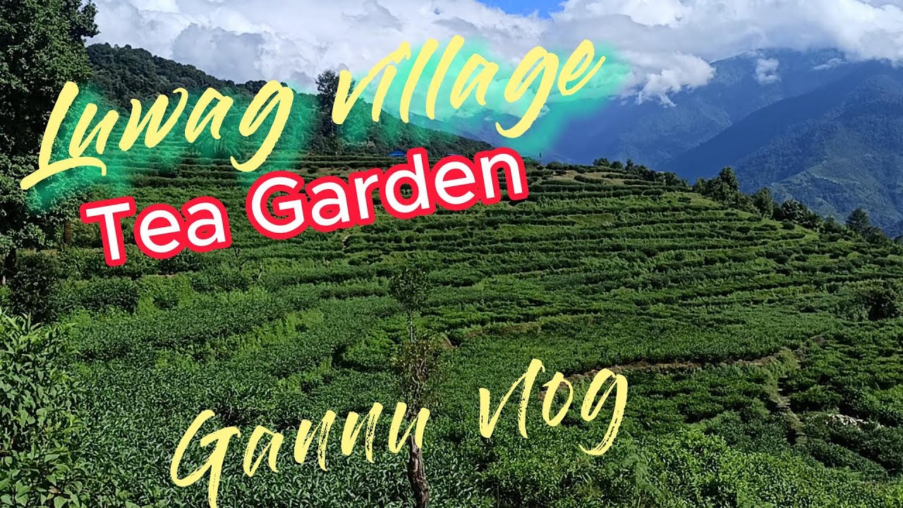 Luwag village || Beautifull Tea Garden on Luwag village ...