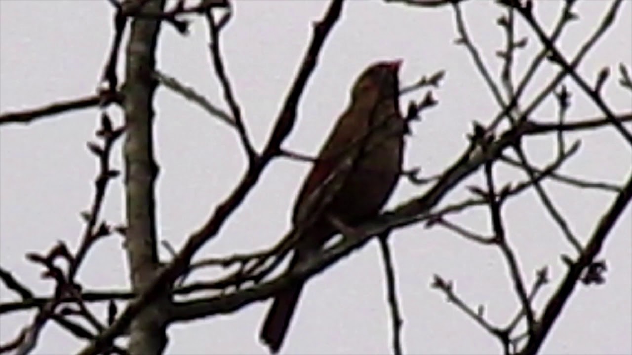 Female and Male Cardinal mating calls - YouTube