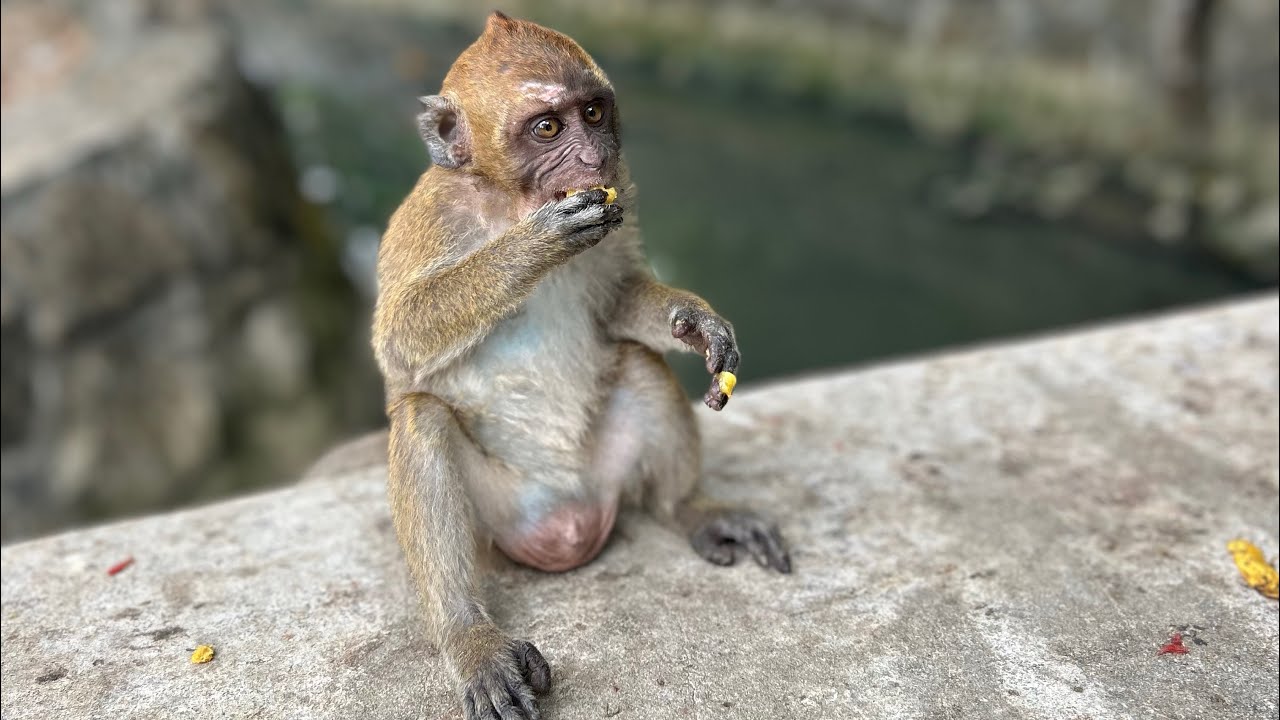 #monkeyingaround #travel #thailandtravel #monkey #monkeyvideo #gatorade ...