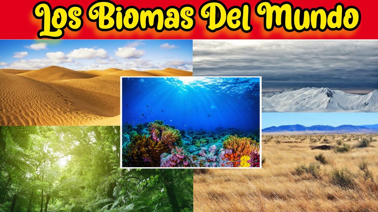 BIOMAS del MUNDO🌎video EDUCATIVO 🧠 - YouTube