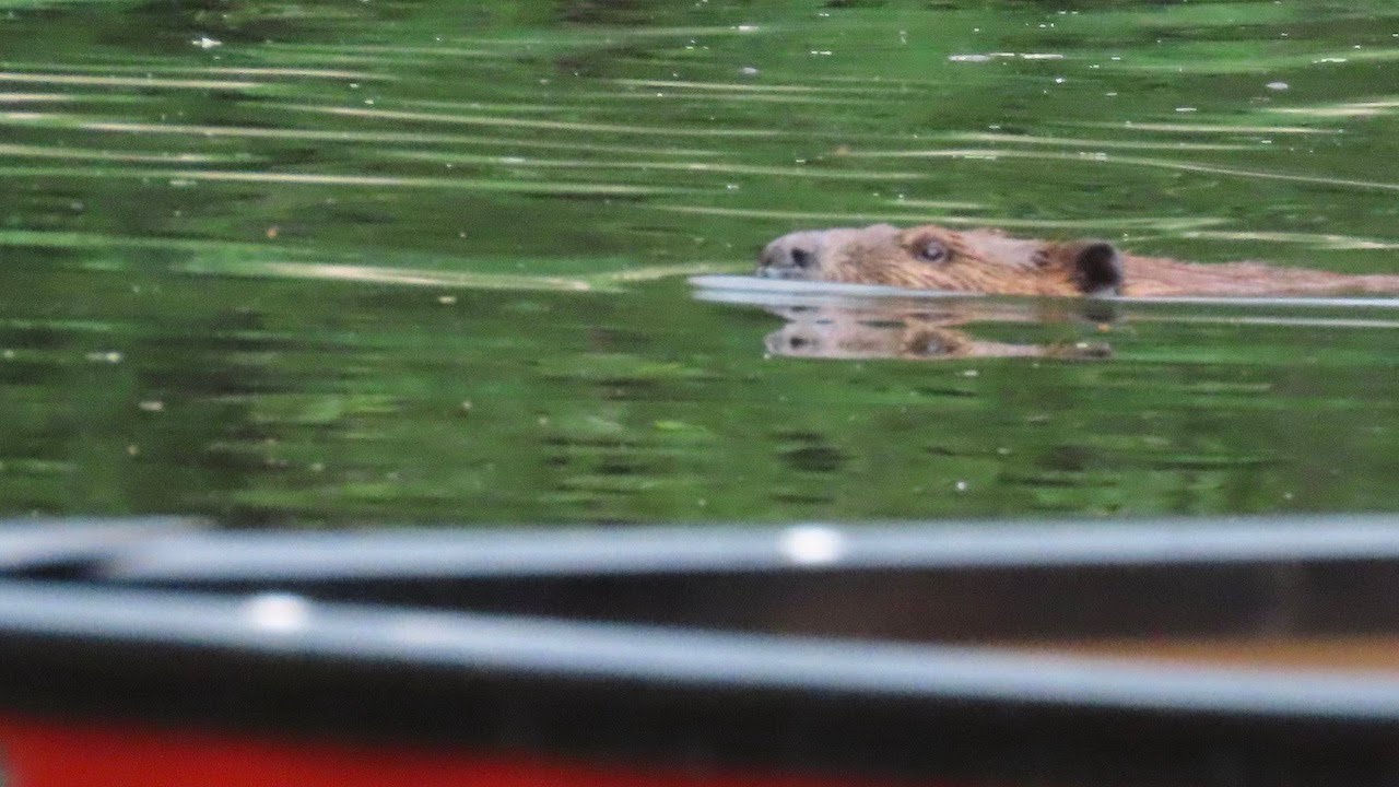 Canoeing the Zumbro River - YouTube