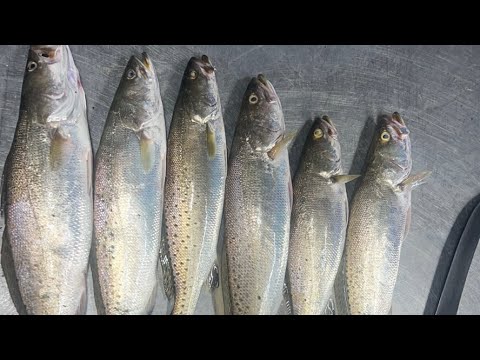 FREEPORT TEXAS SURF FISHING! Trout, Sharks, Ladyfish, AND MORE!!! - YouTube