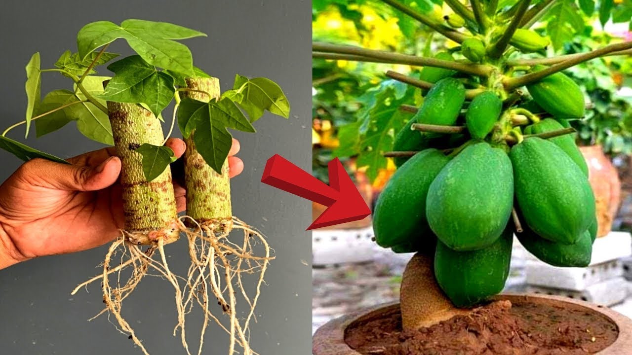 New Method To Grow Papaya From Cutting Success 100% - YouTube