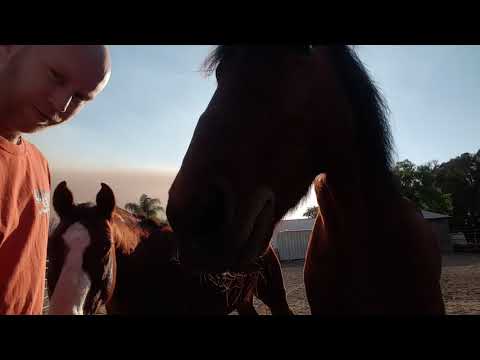 Horse Licks Human Salt Block