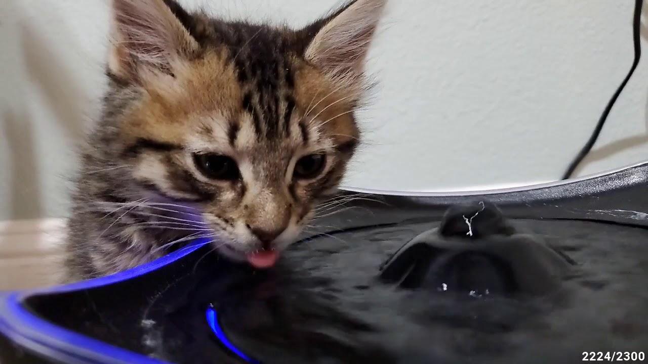 Maya Films Chompy (Mizkif's Cat) - YouTube