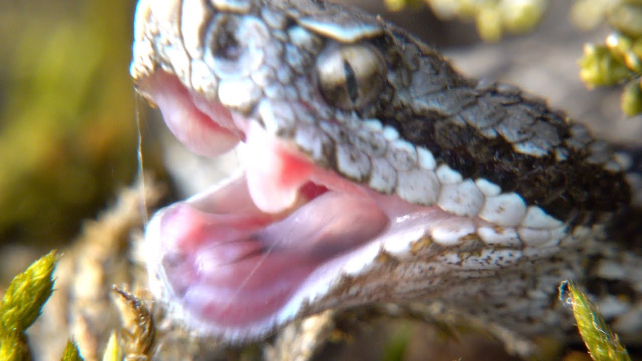 Vipera aspis, Aspisviper, Alsace, France - YouTube